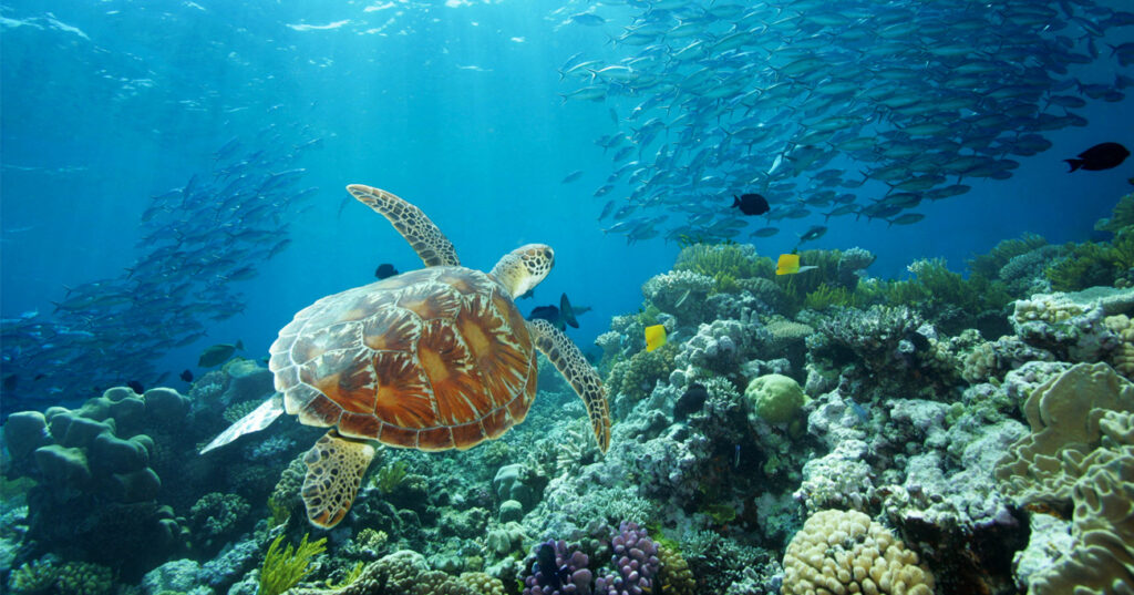 Great Barrier Reef: Fakta Menarik yang Perlu Anda Ketahui